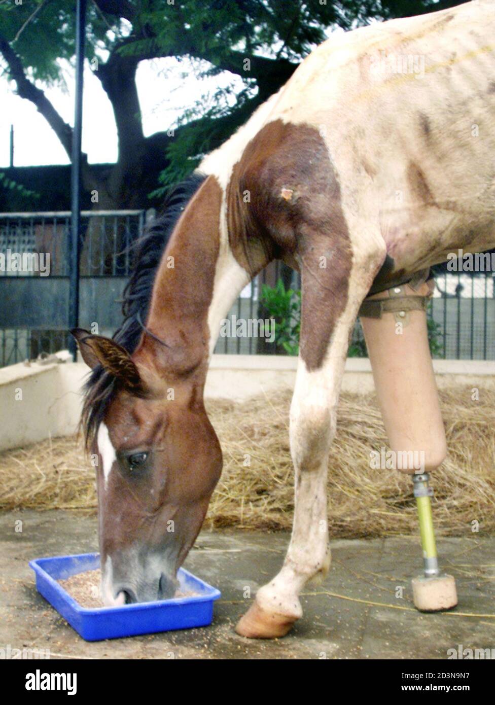 Bleeding wound on a leg hi-res stock photography and images - Alamy