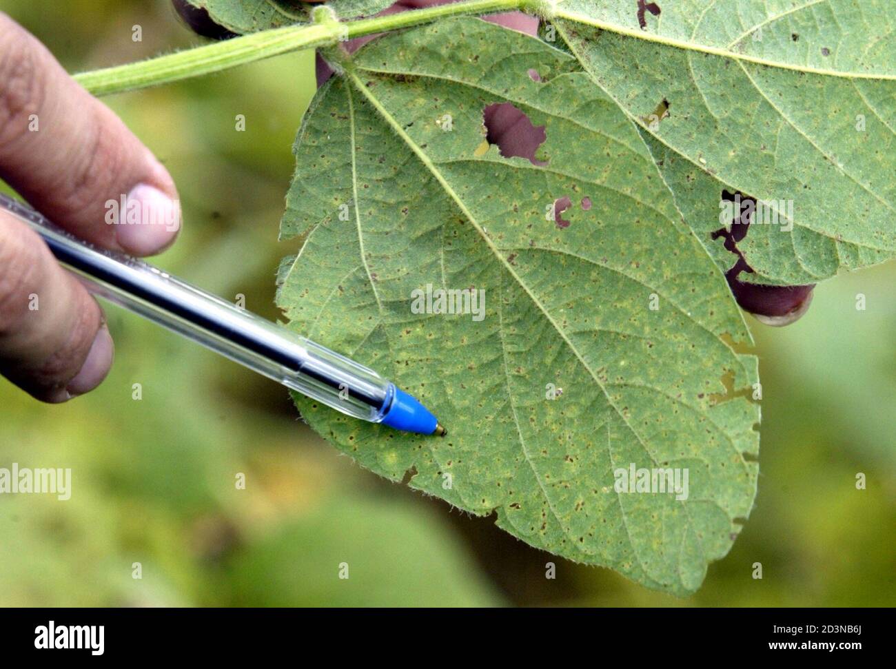 Asian soybean rust hi-res stock photography and images - Alamy