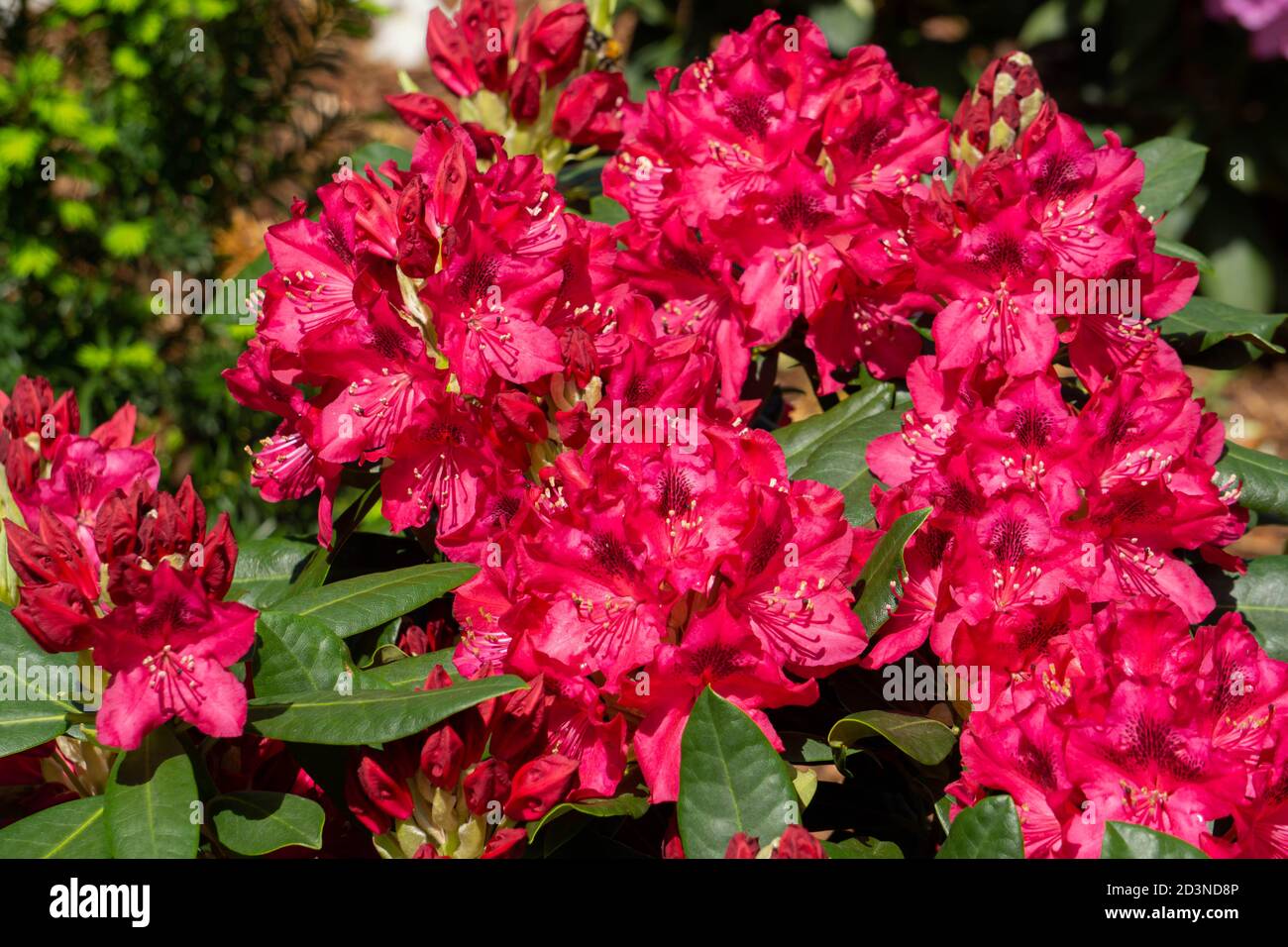Beautiful red rhododendron flower in the garden Stock Photo - Alamy