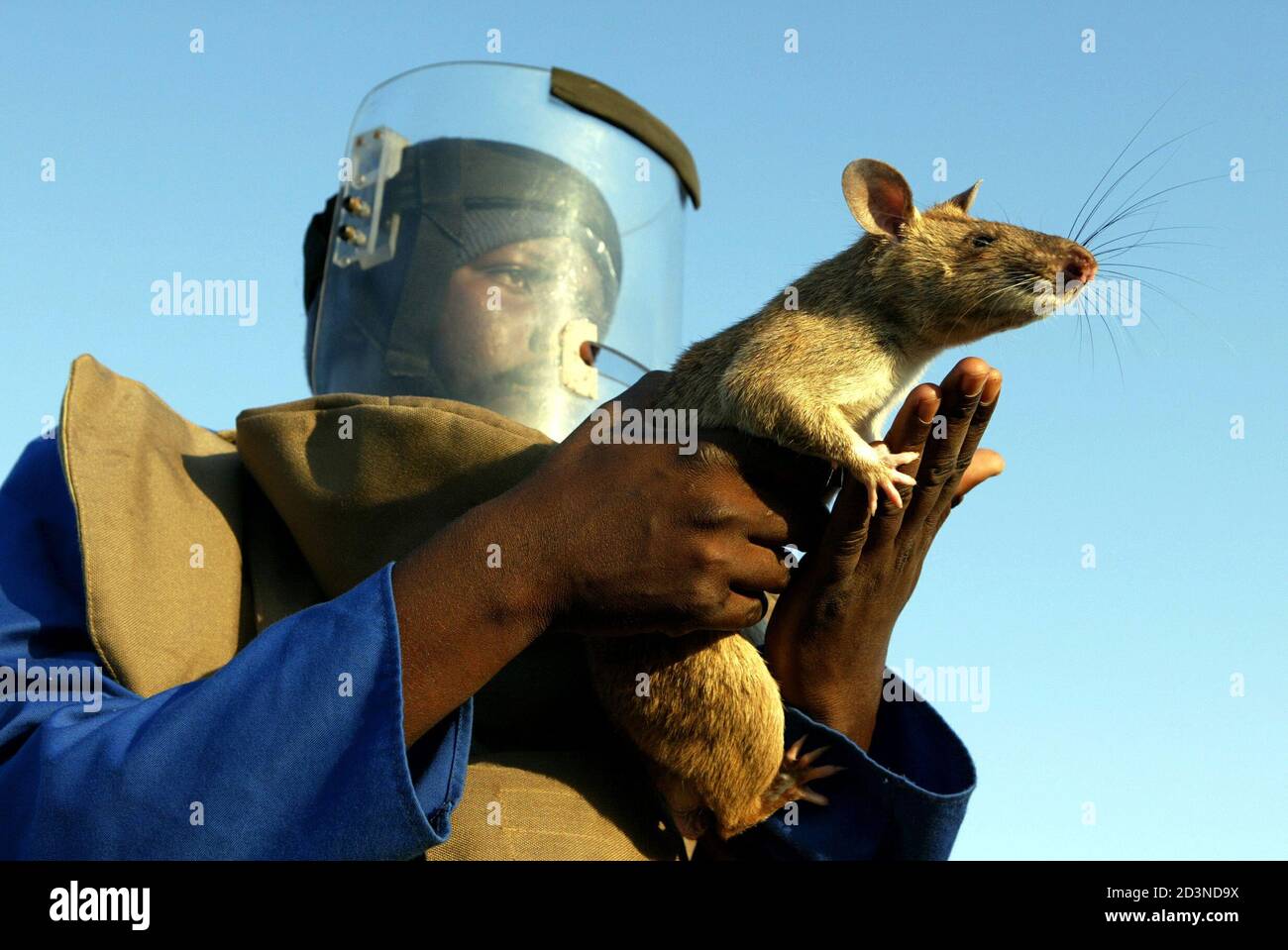 Rat scratching hi-res stock photography and images - Alamy