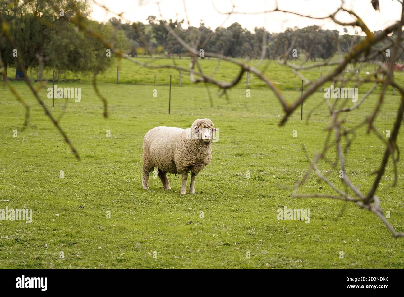 uniquely Australian Merino sheep Stock Photo - Alamy