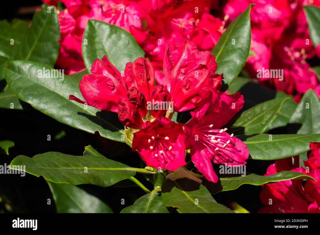 Red rhododendrons hi-res stock photography and images - Alamy