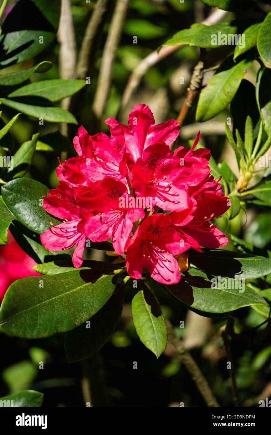 Beautiful red rhododendron flower in the garden Stock Photo - Alamy