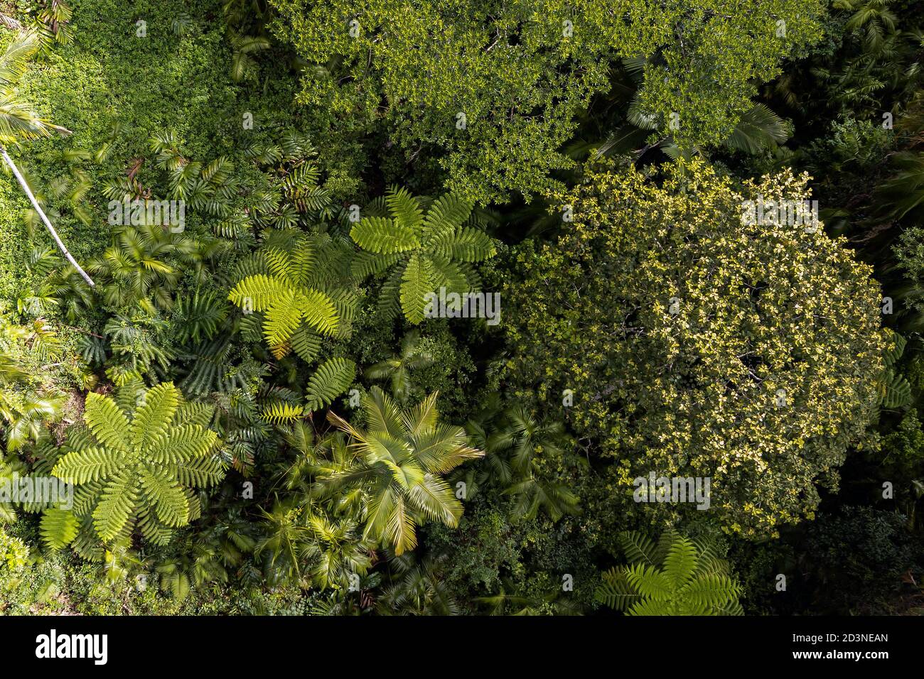 An aerial view of an australian rainforest. Eucalipti, ferns and palms ...