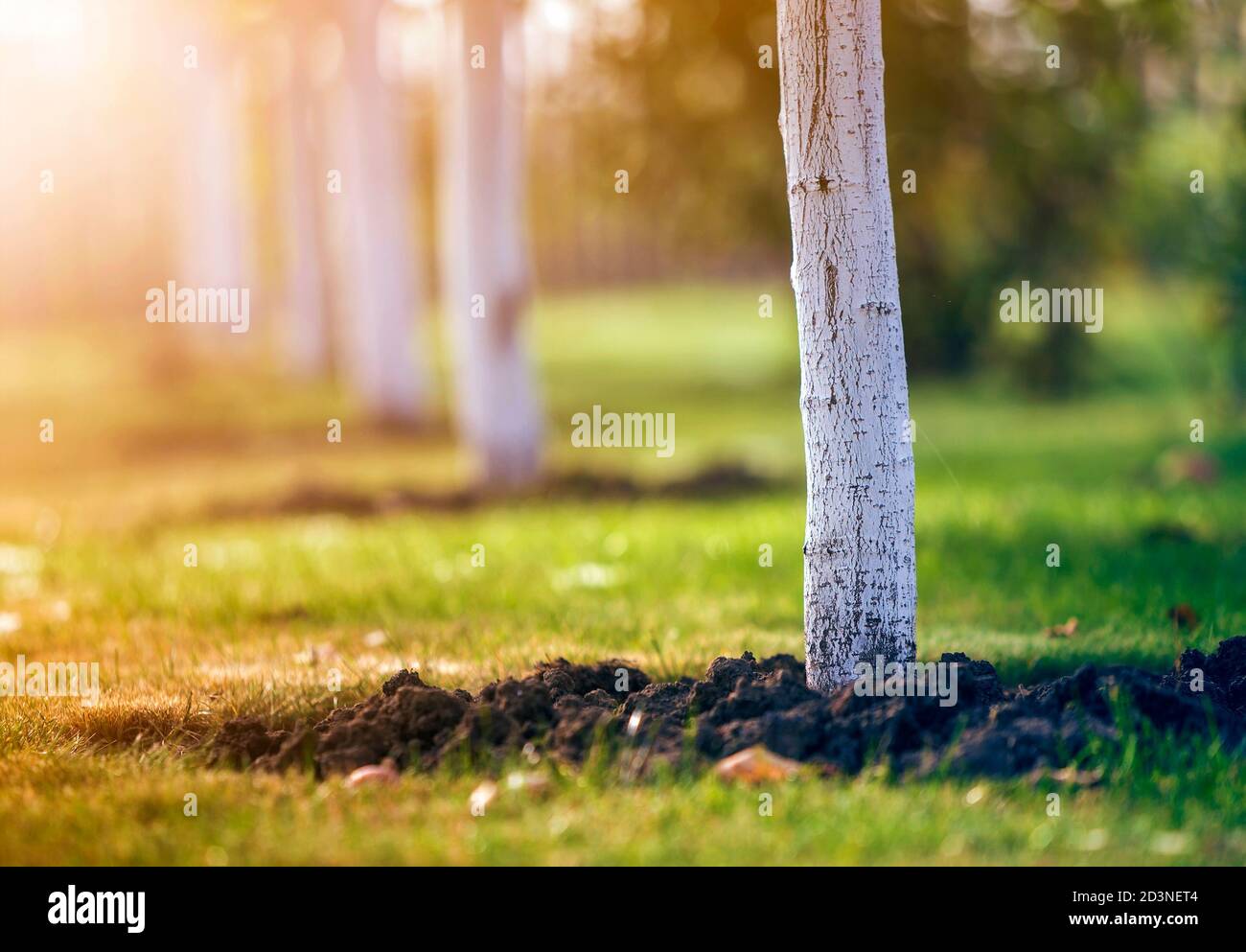 Whitewashed bark of tree growing in sunny orchard garden on blurred ...
