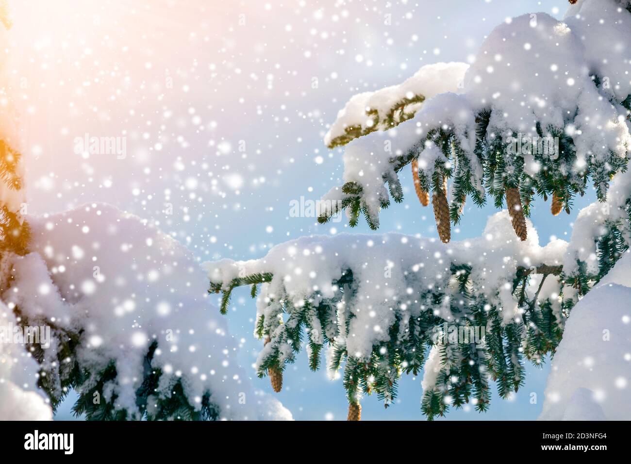 Spruce tree branch with green needles and cones covered with deep snow ...