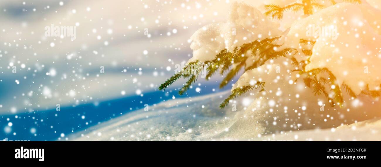 Spruce tree branch with green needles covered with deep snow and ...