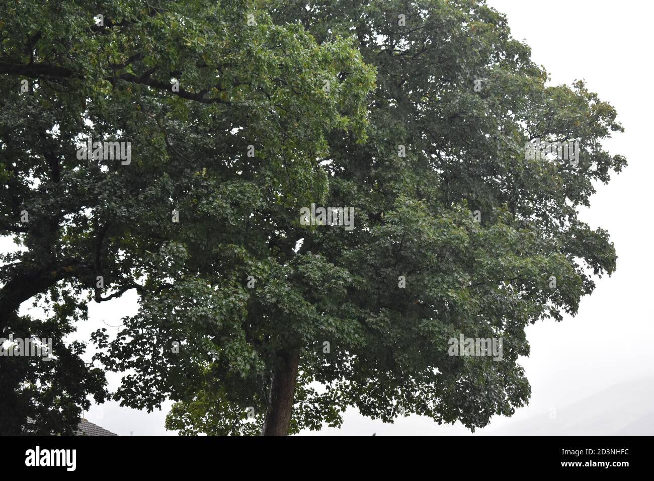 Rainy countryside hi-res stock photography and images - Alamy