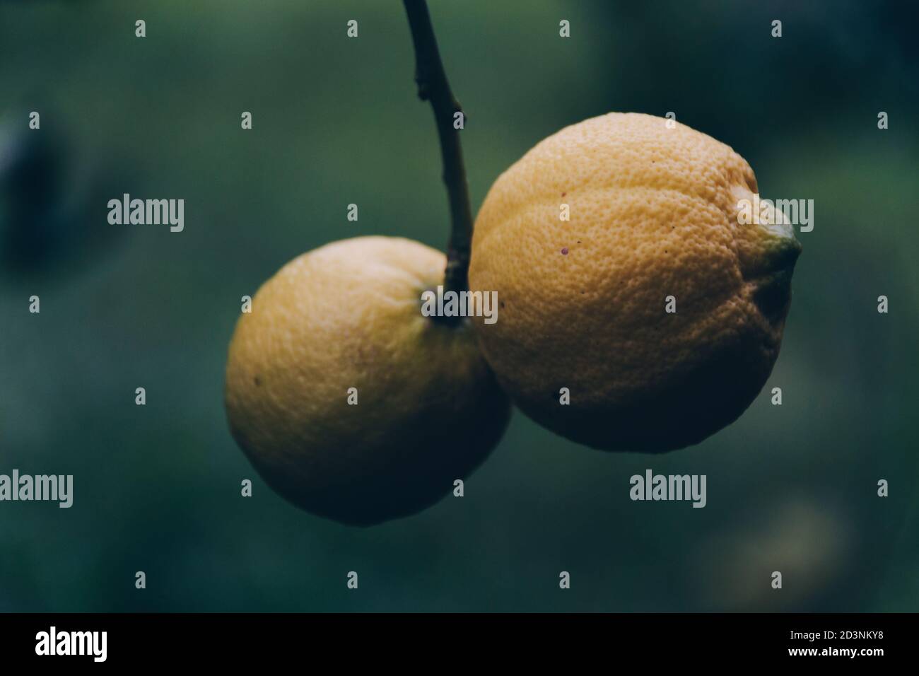 Lemon tree full of lemons Stock Photo - Alamy