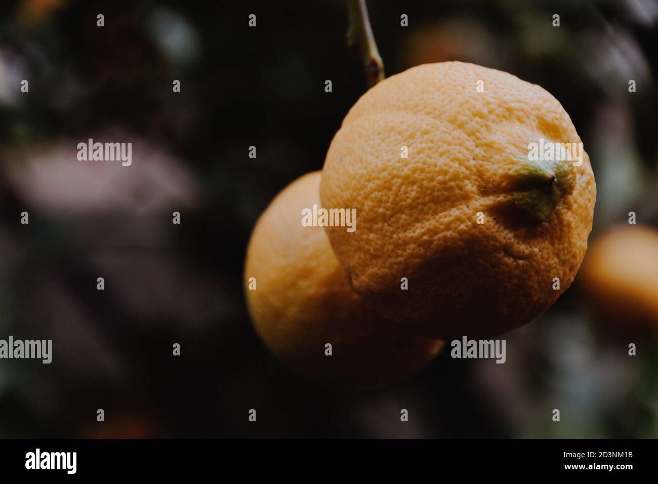 Lemon tree full of lemons Stock Photo - Alamy