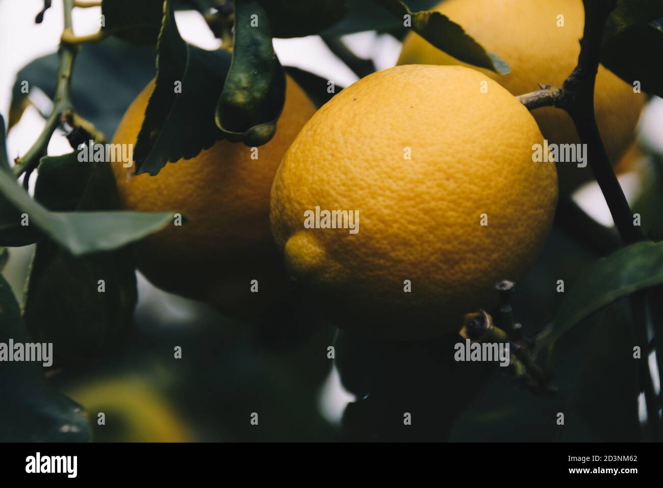 Lemon tree full of lemons Stock Photo - Alamy