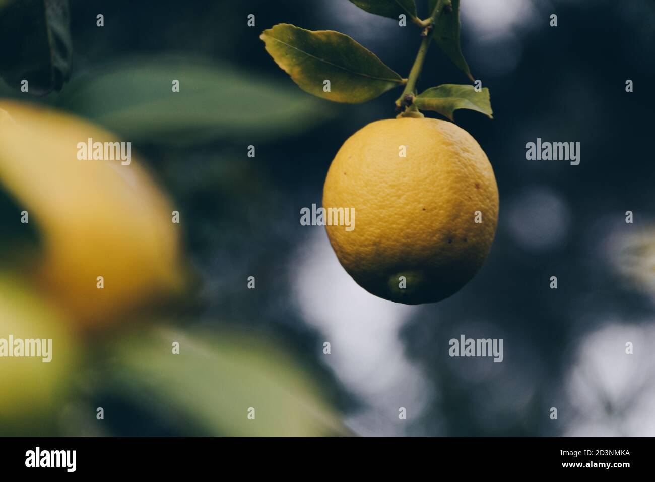 Lemon tree full of lemons Stock Photo - Alamy
