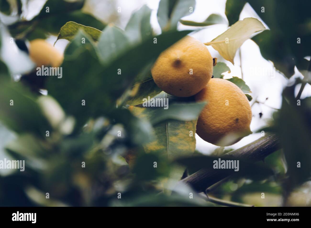 Lemon tree full of lemons Stock Photo - Alamy