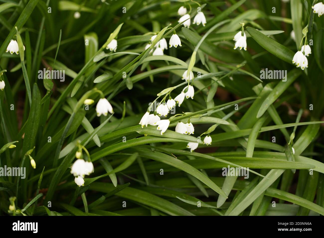 Snowdrops (Galanthus nivalis) in the Australian garden high country ...
