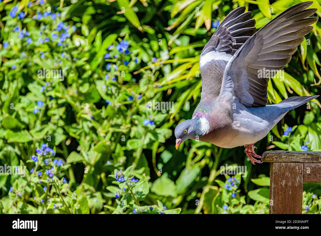Pigeon about to take off hi-res stock photography and images - Alamy