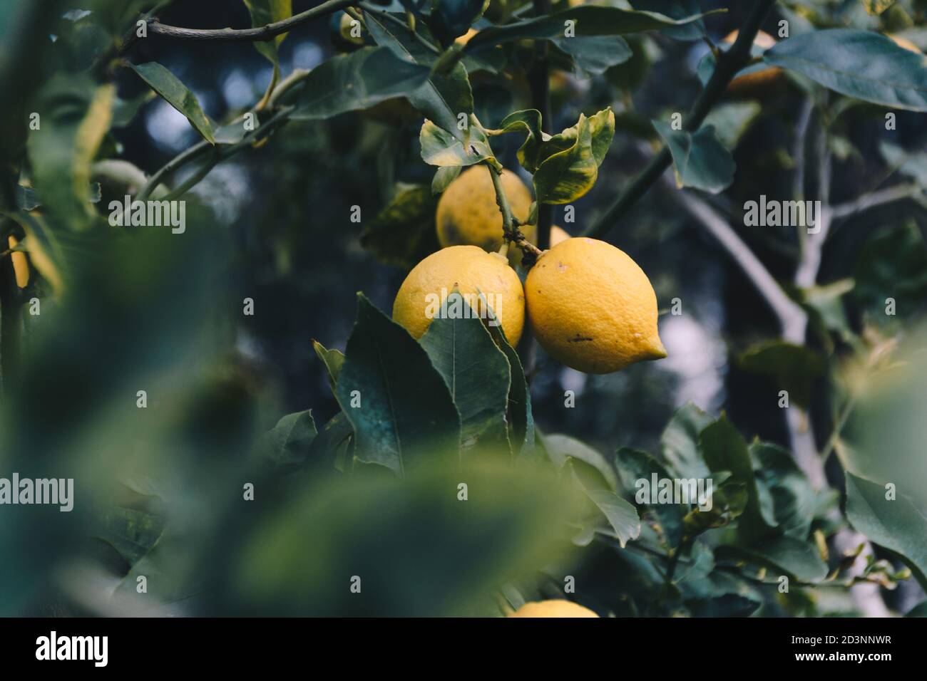 Lemon tree full of lemons Stock Photo - Alamy