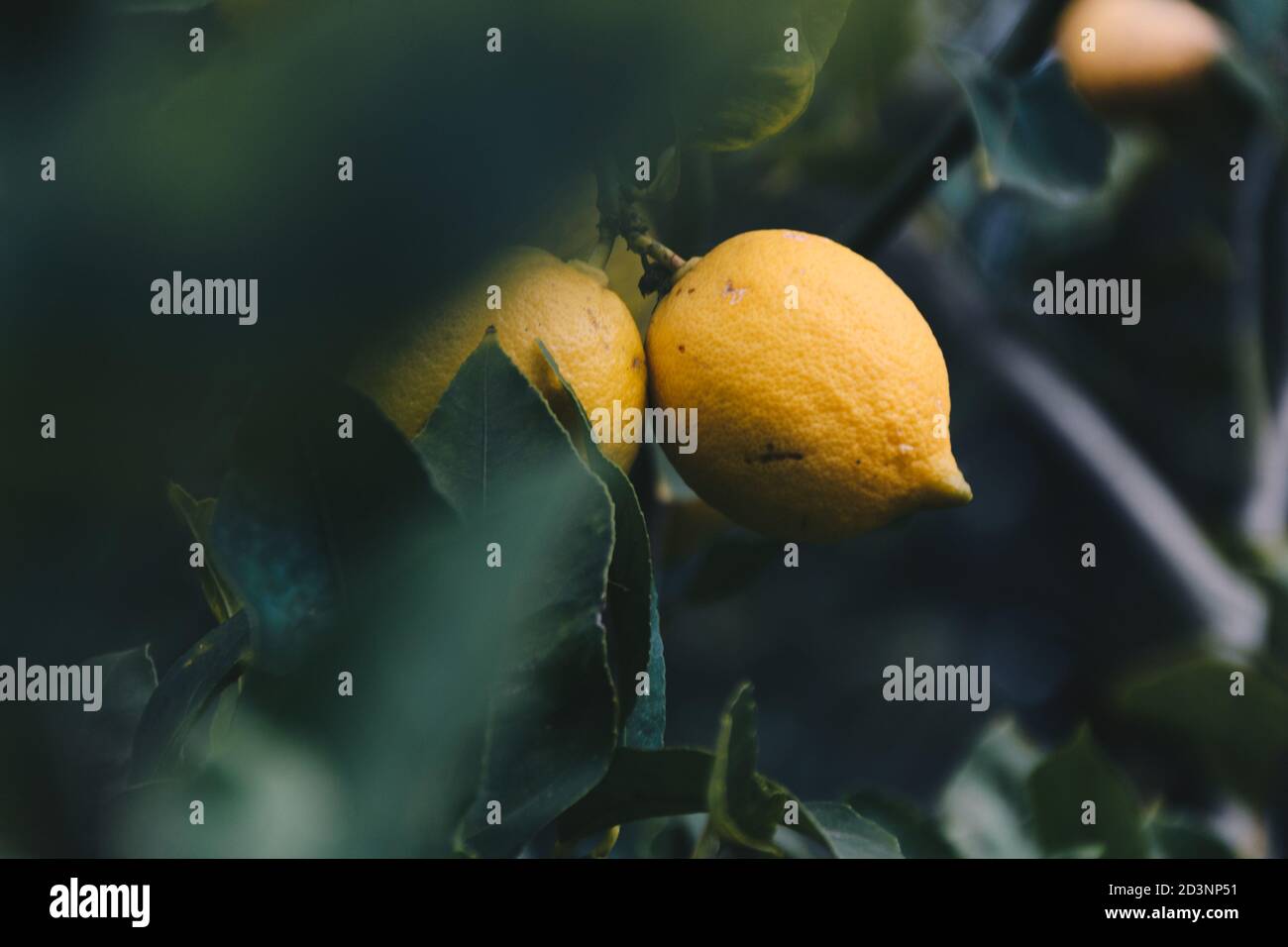 Lemon tree full of lemons Stock Photo - Alamy