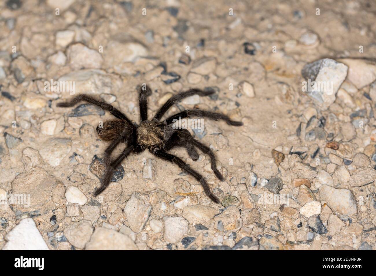 Side view of brown desert tarantula crawling across rocks and dirt ...