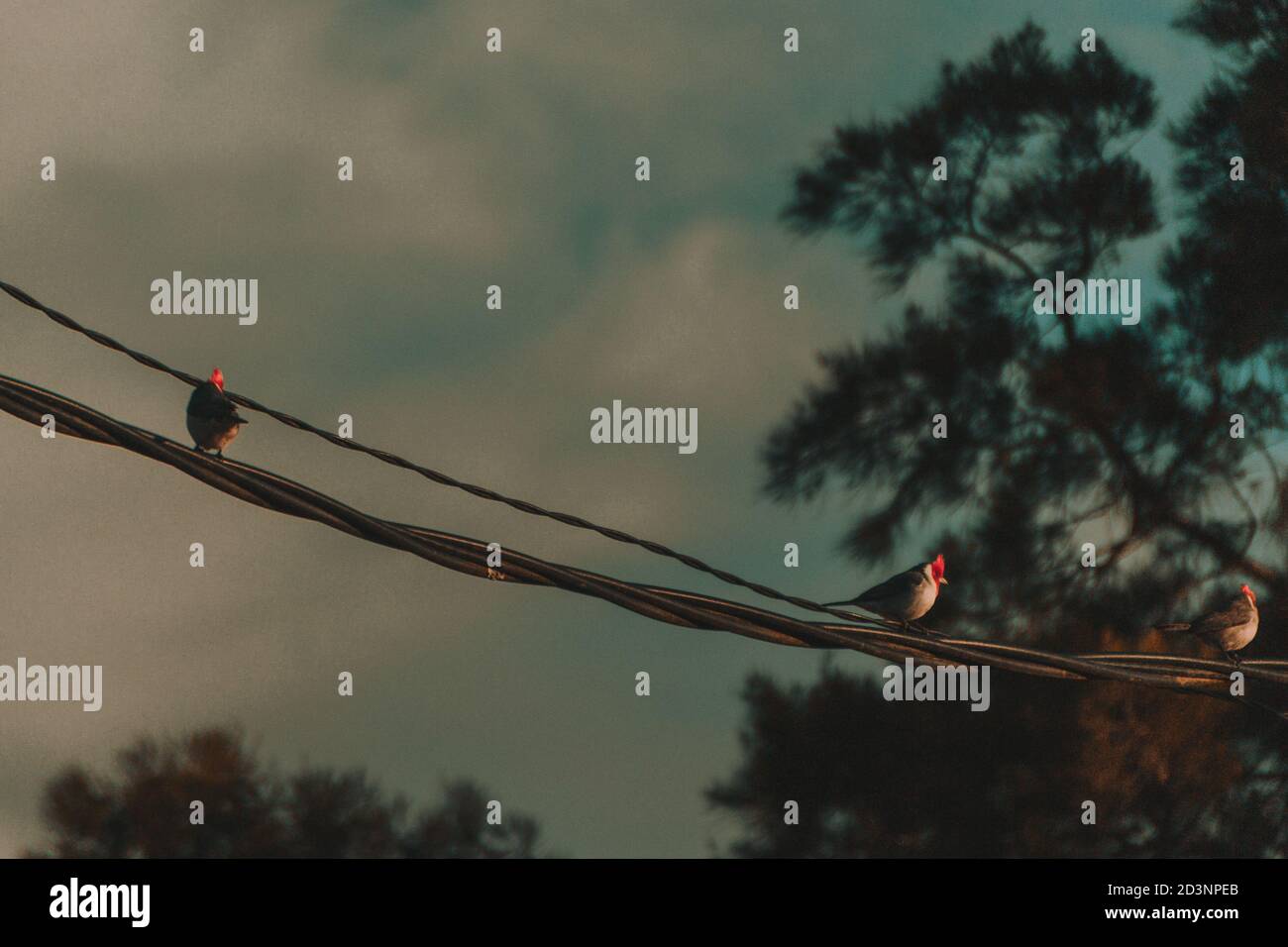 Three red crested cardinal in a electric wire Stock Photo - Alamy