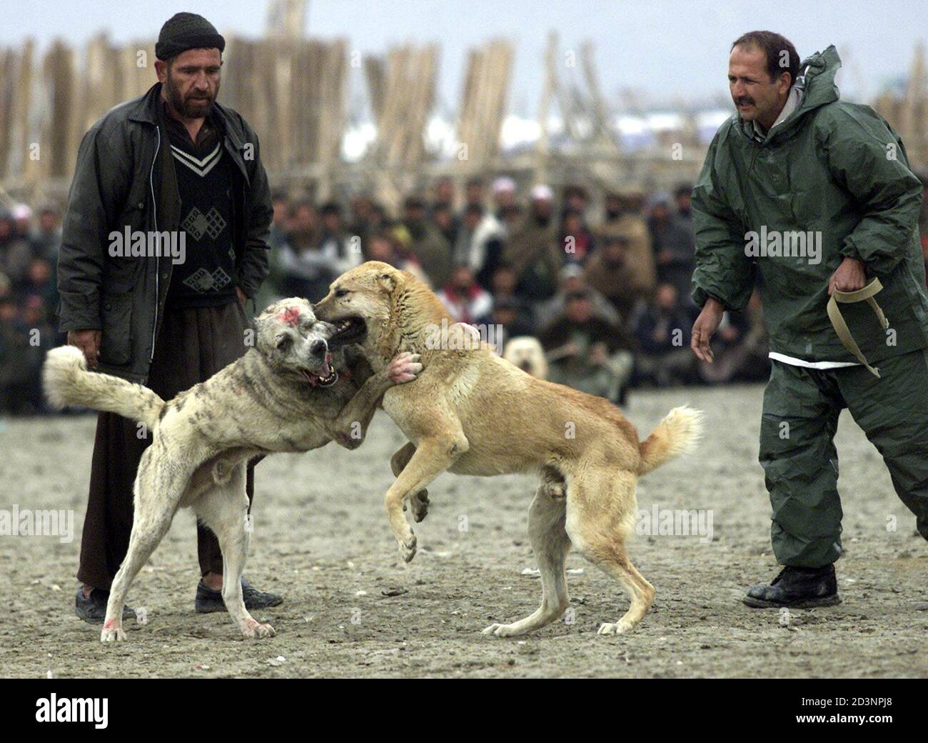 When Was Dog Fighting Banned