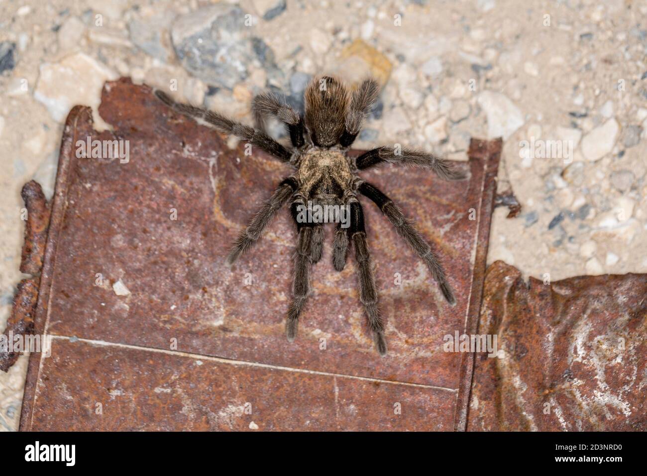 Desert Tarantula High Resolution Stock Photography and Images - Alamy