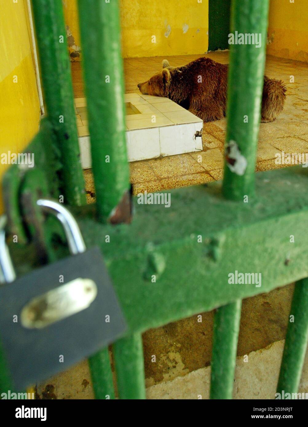 Scarried hi-res stock photography and images - Alamy