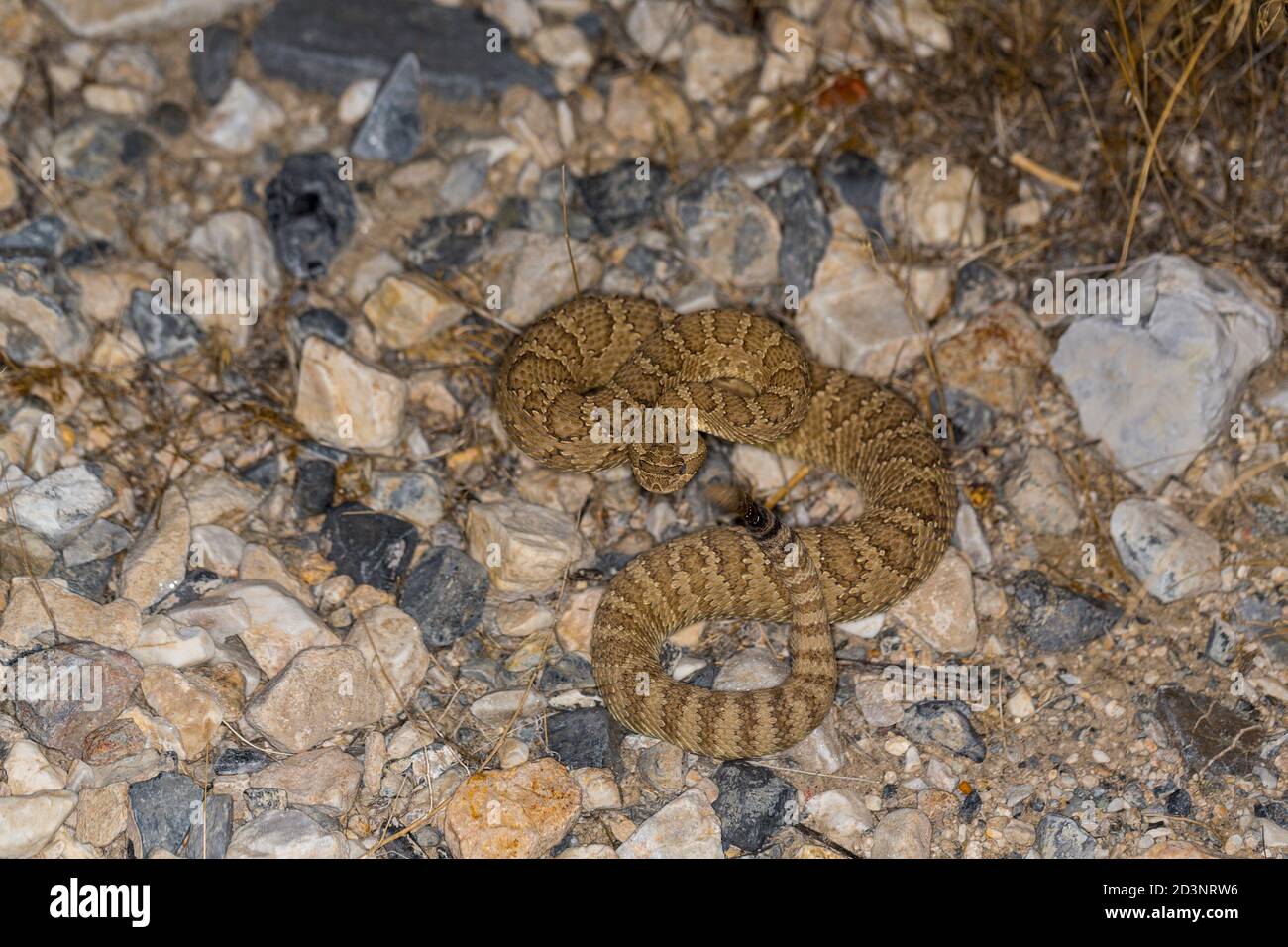 Top down view angry snake in the desert among rocks mption blurred tail ...
