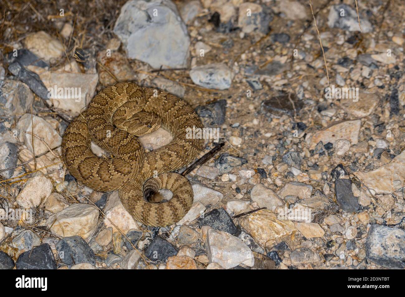 Rattlesnake in the desert top view coiled up looking sideways Stock ...