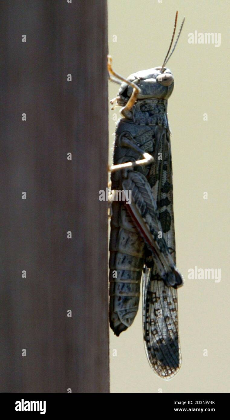 Insects of the pacific northwest hi-res stock photography and images ...