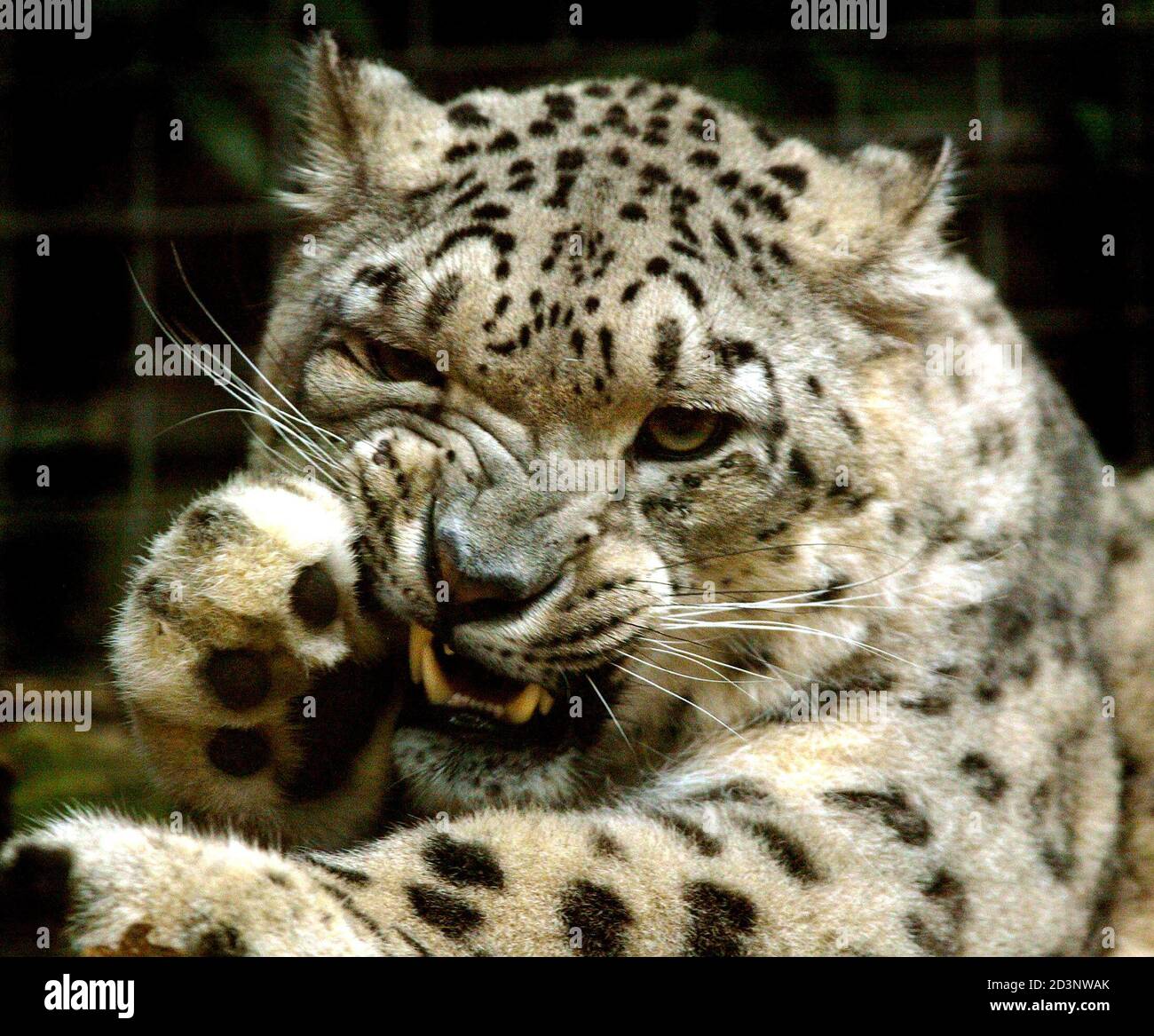 Breeding of snow leopards hi-res stock photography and images - Alamy