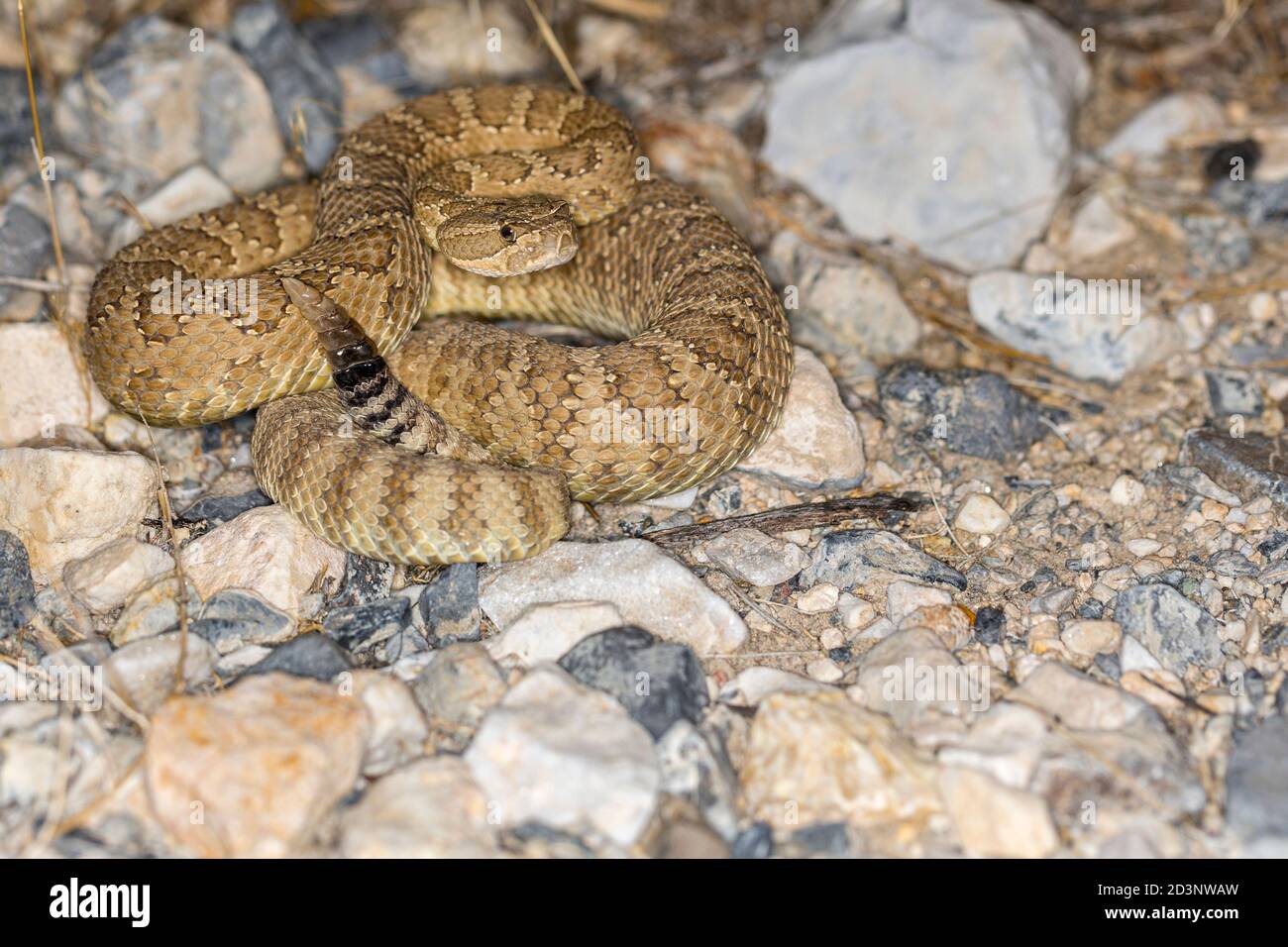 Coiled angry brown snake rattling tail looking right Stock Photo - Alamy