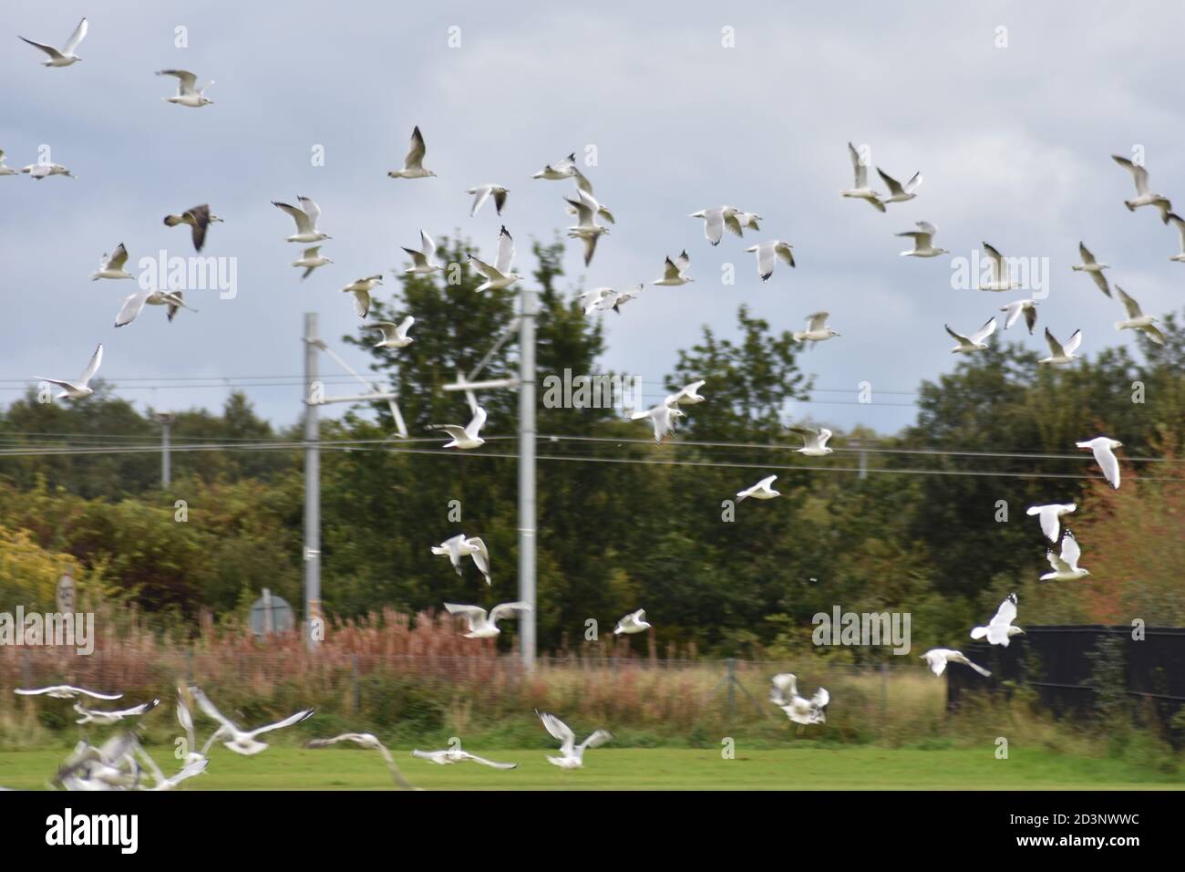 Birds flocking hi-res stock photography and images - Alamy