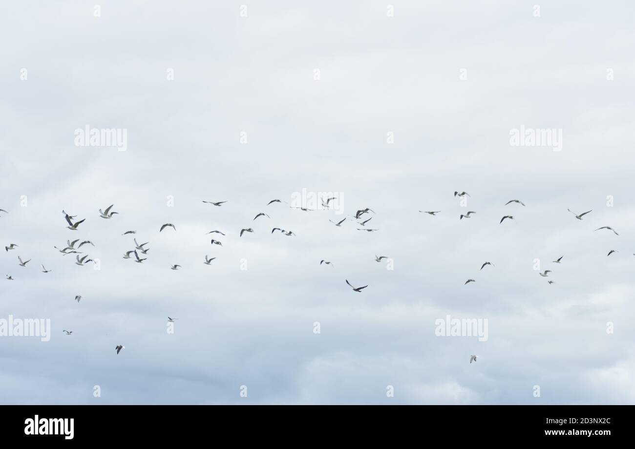 Birds flocking hi-res stock photography and images - Alamy