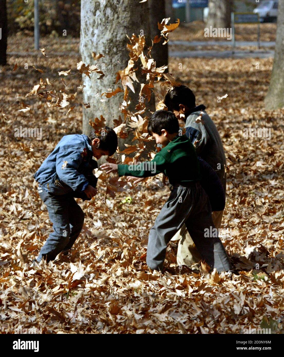 Chinar in autumn hi-res stock photography and images - Alamy