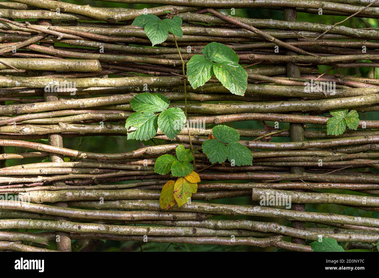 Traditional woven willow wicker fence panel , close up texture Stock ...