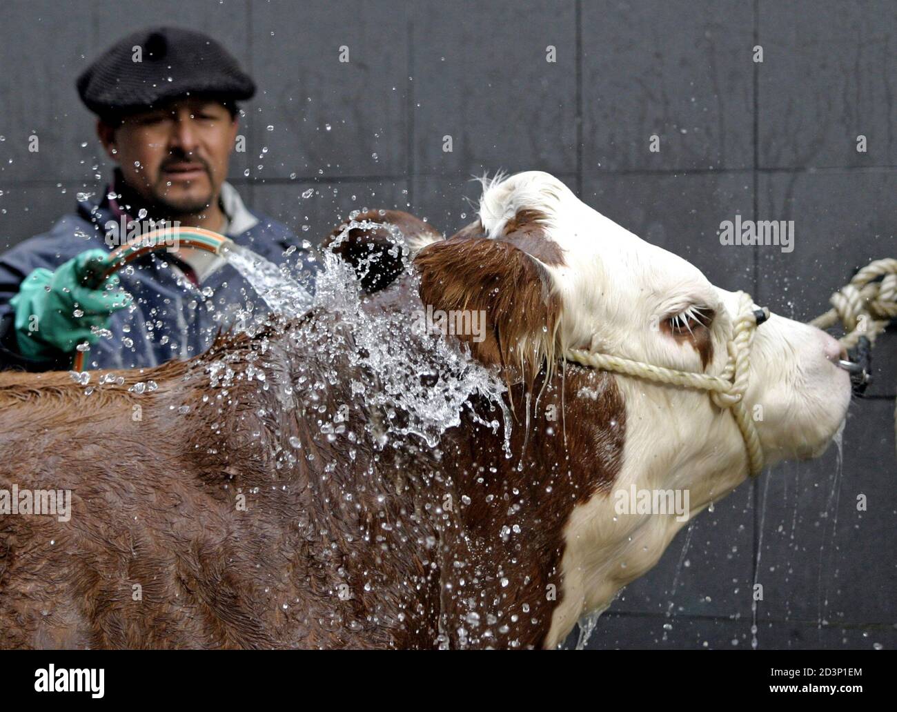 Argentine people cattle hi-res stock photography and images - Alamy