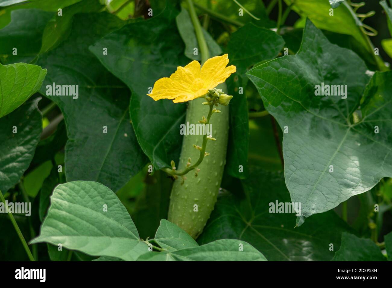 Vegetable Hybrid Dhundol & Flower - Furol - Sponge Gourd Seeds Stock ...