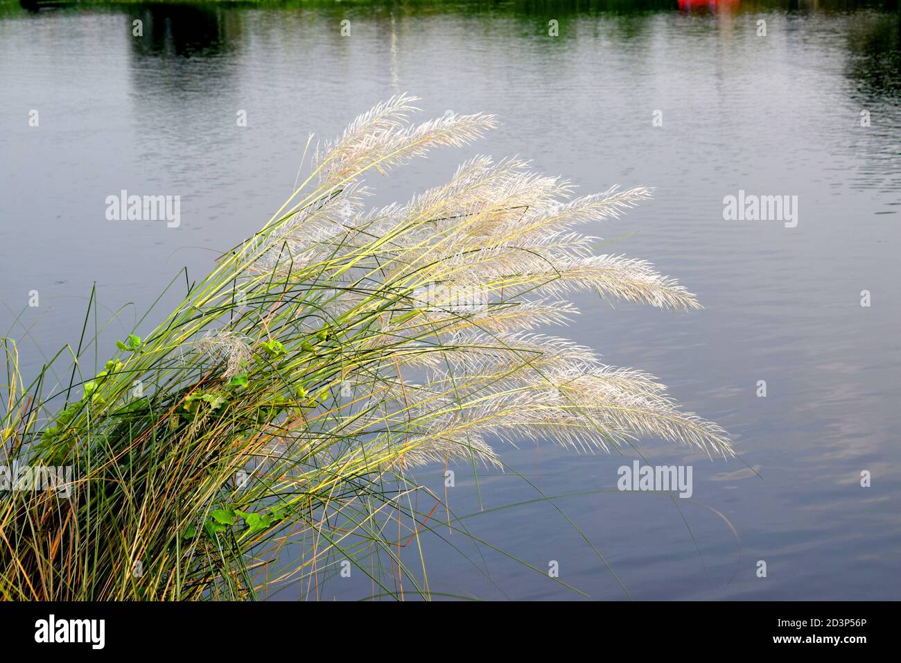 A beautiful natural scenery with catkin flower with green background ...
