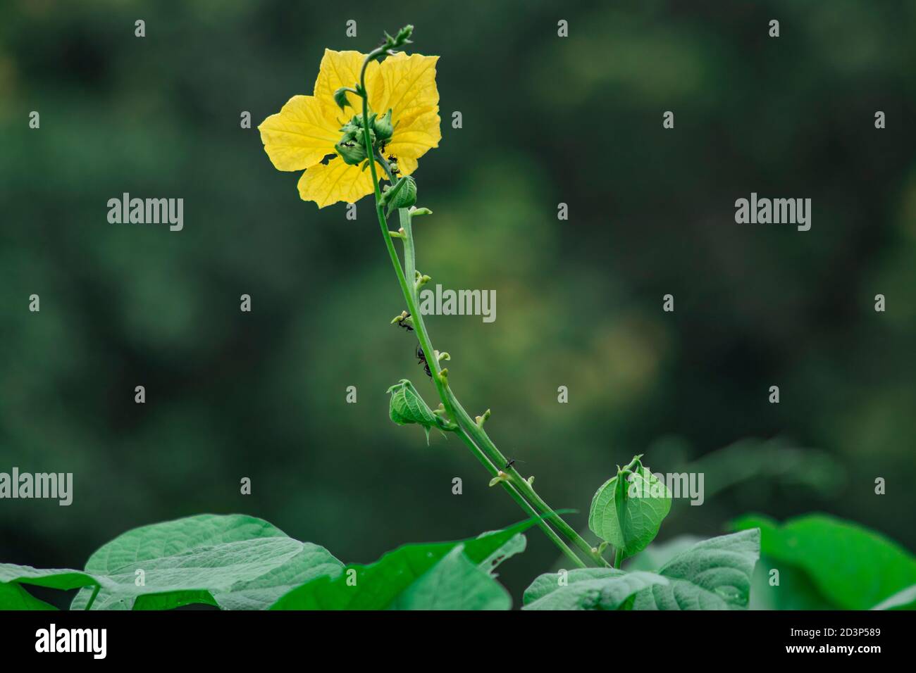 Ridge gourd flower hi-res stock photography and images - Alamy