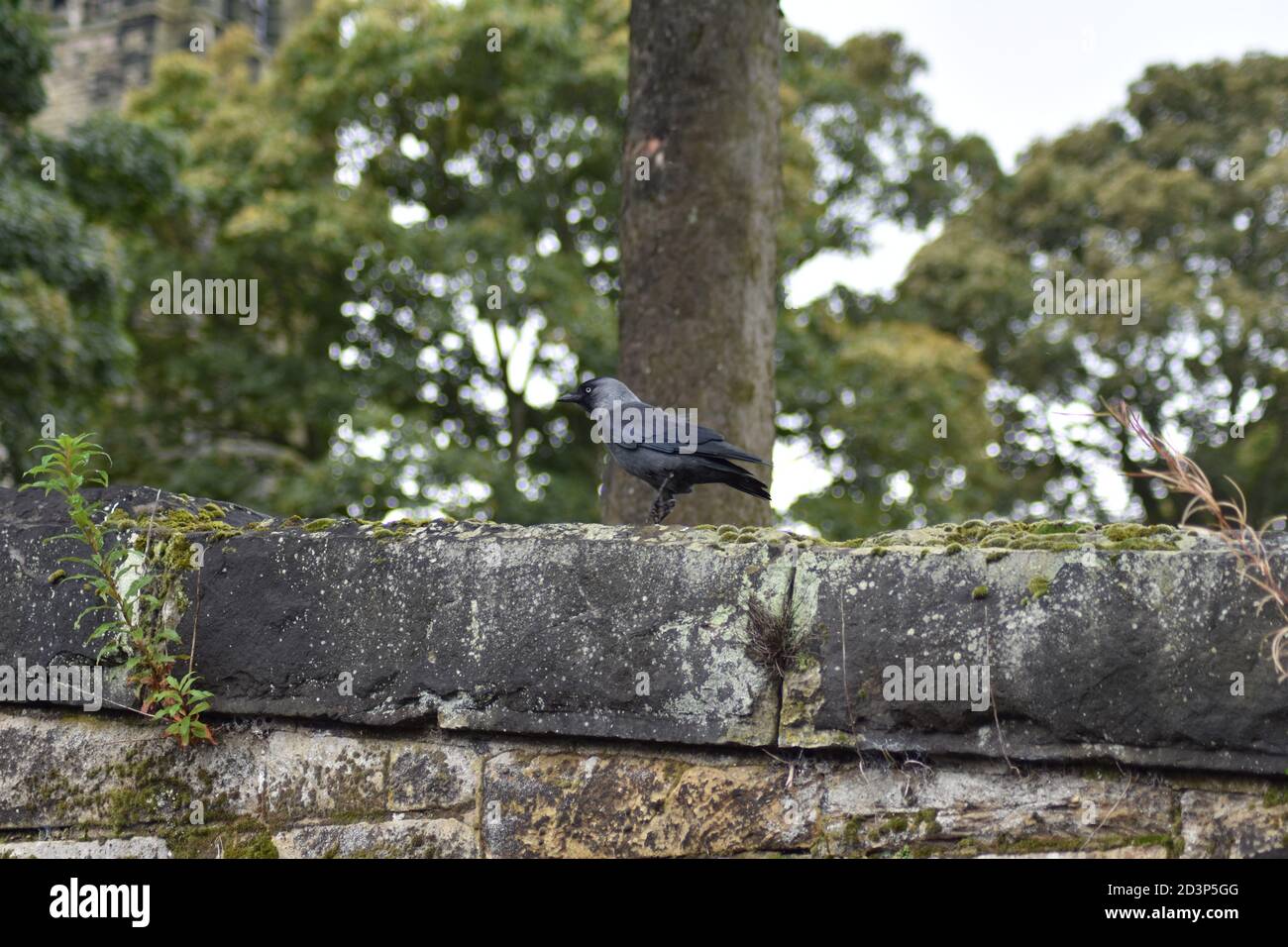 Crow on wall with trees in background Stock Photo - Alamy