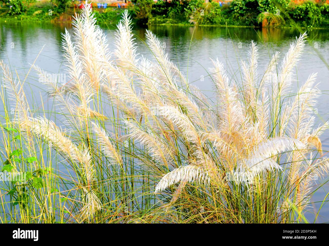 A beautiful natural scenery with catkin flower with green background ...