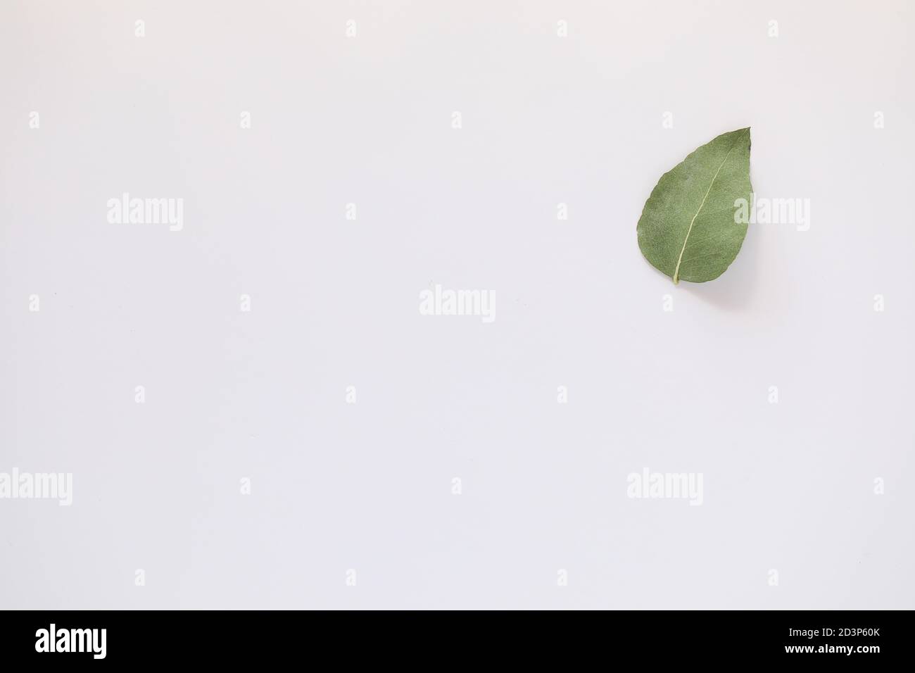 Simple flat lay image featuring single upside down gum leaf on white ...