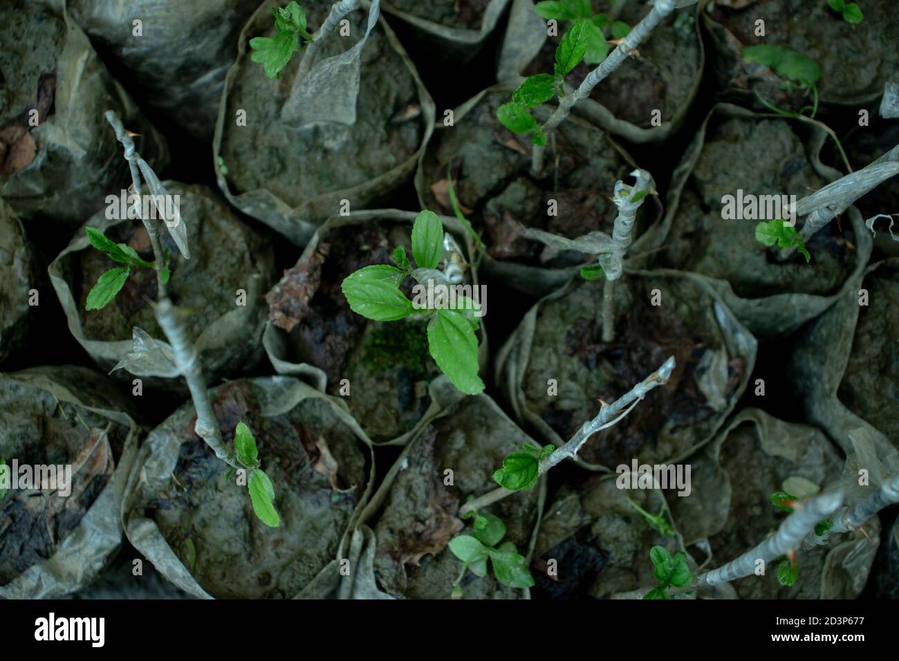 Firm plants hi-res stock photography and images - Alamy