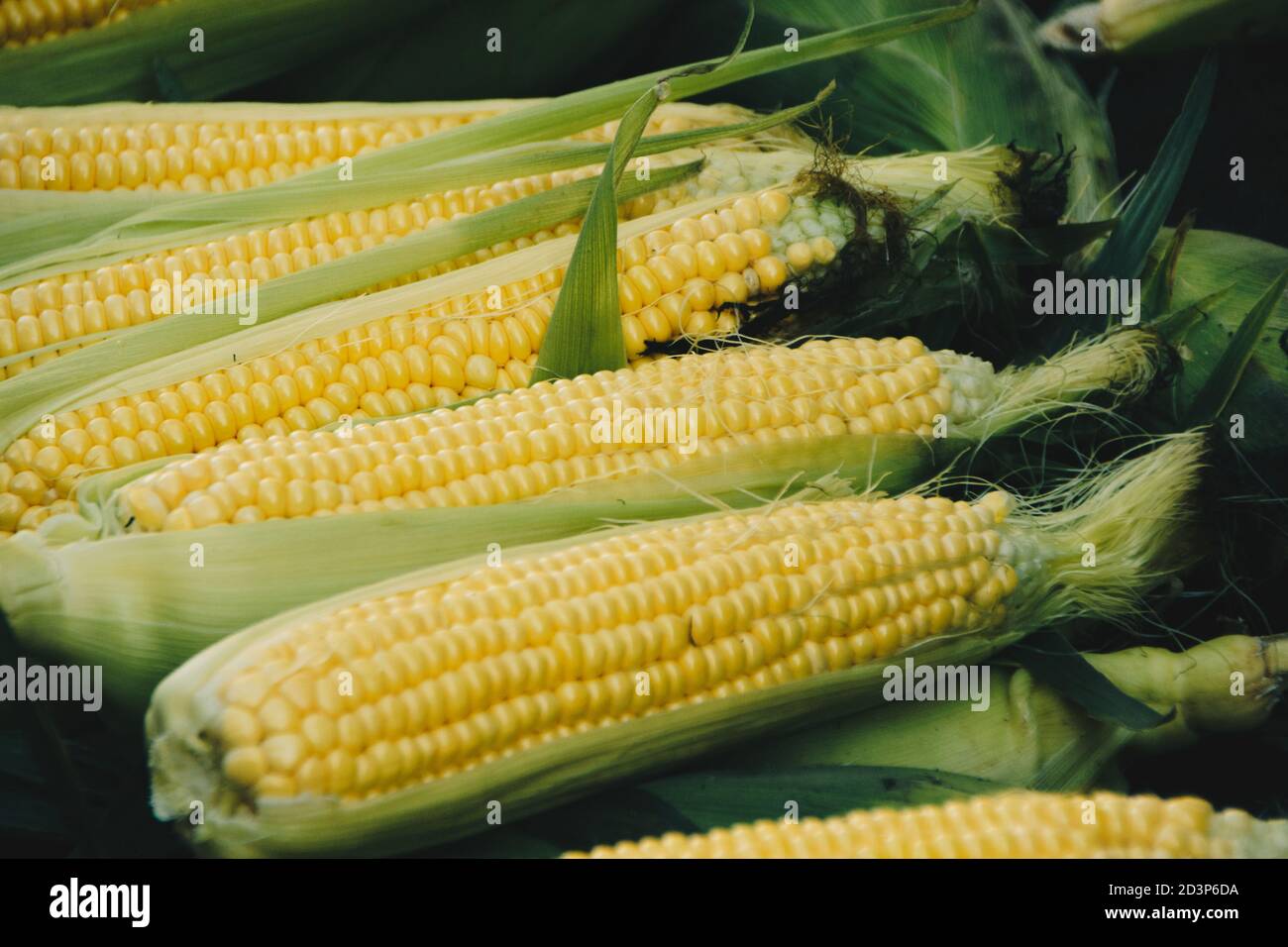 Yellow maize or corn for sale Stock Photo - Alamy