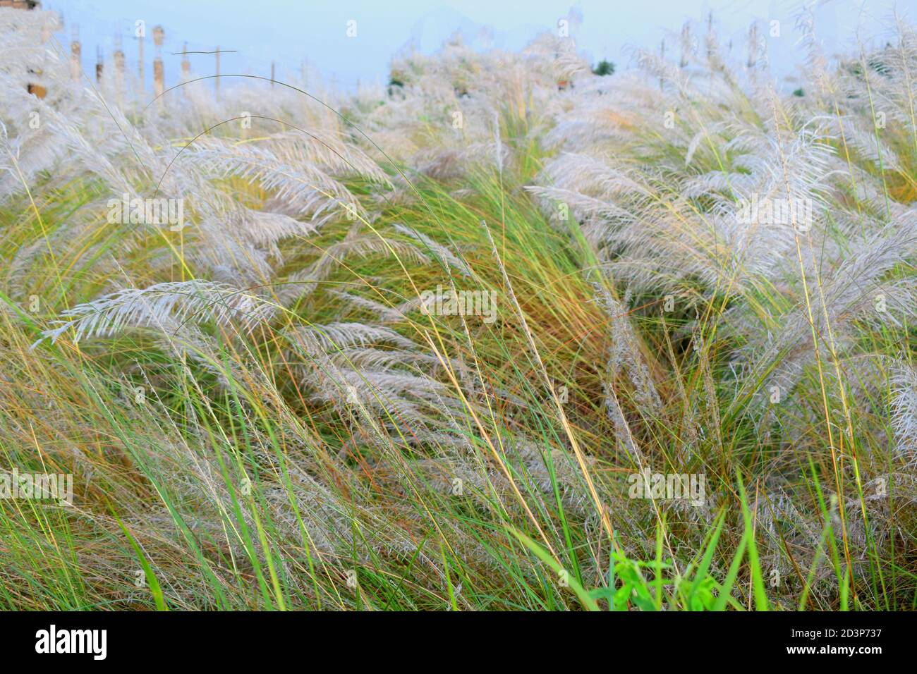 A beautiful natural scenery with catkin flower with green background ...