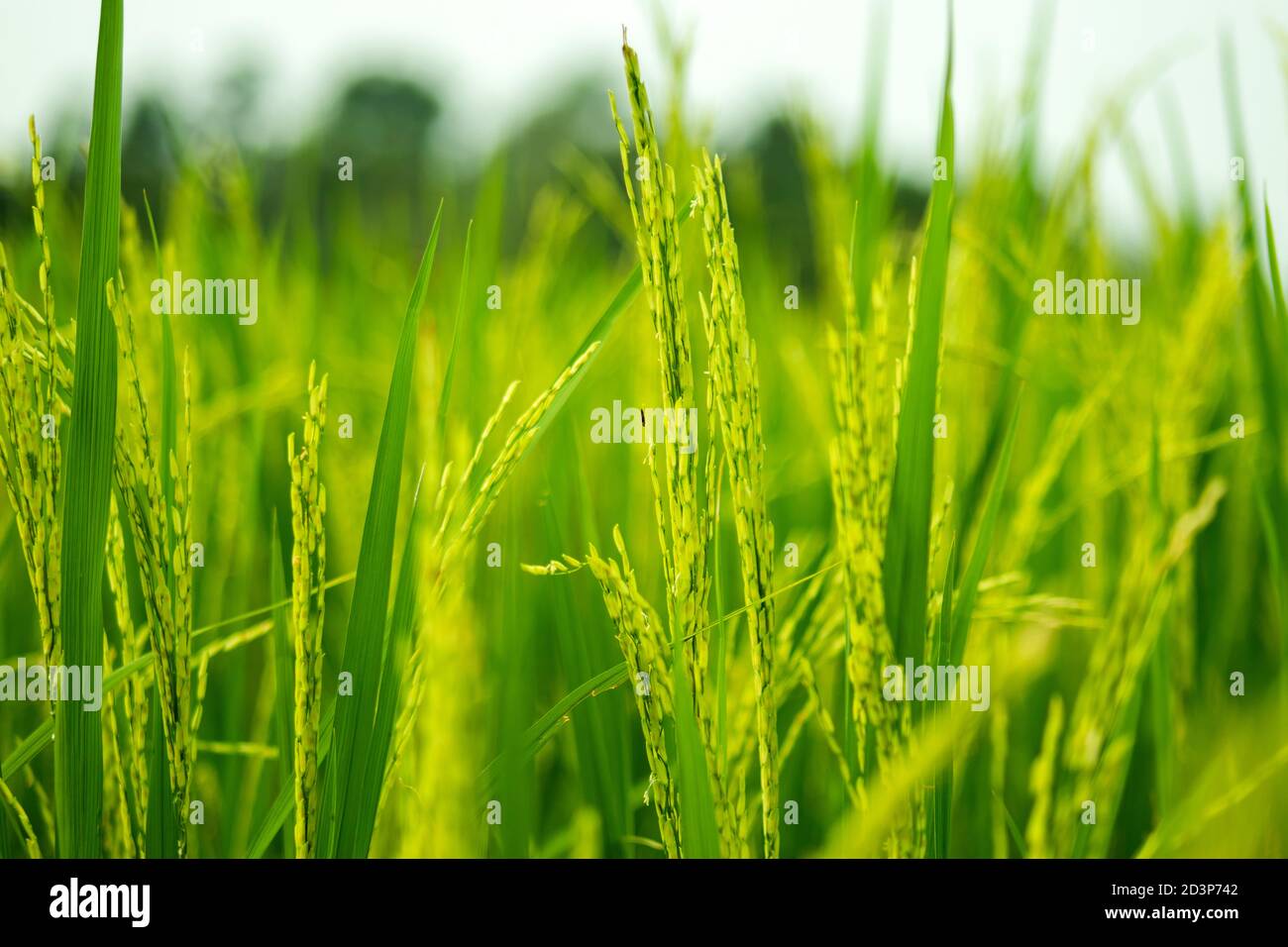 The green baby rice plant field in Bangladesh for rice background Stock ...