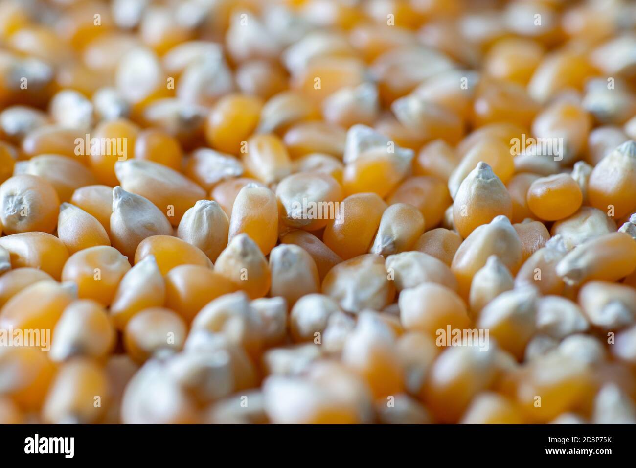 Corn grains as background. Perspective Stock Photo - Alamy