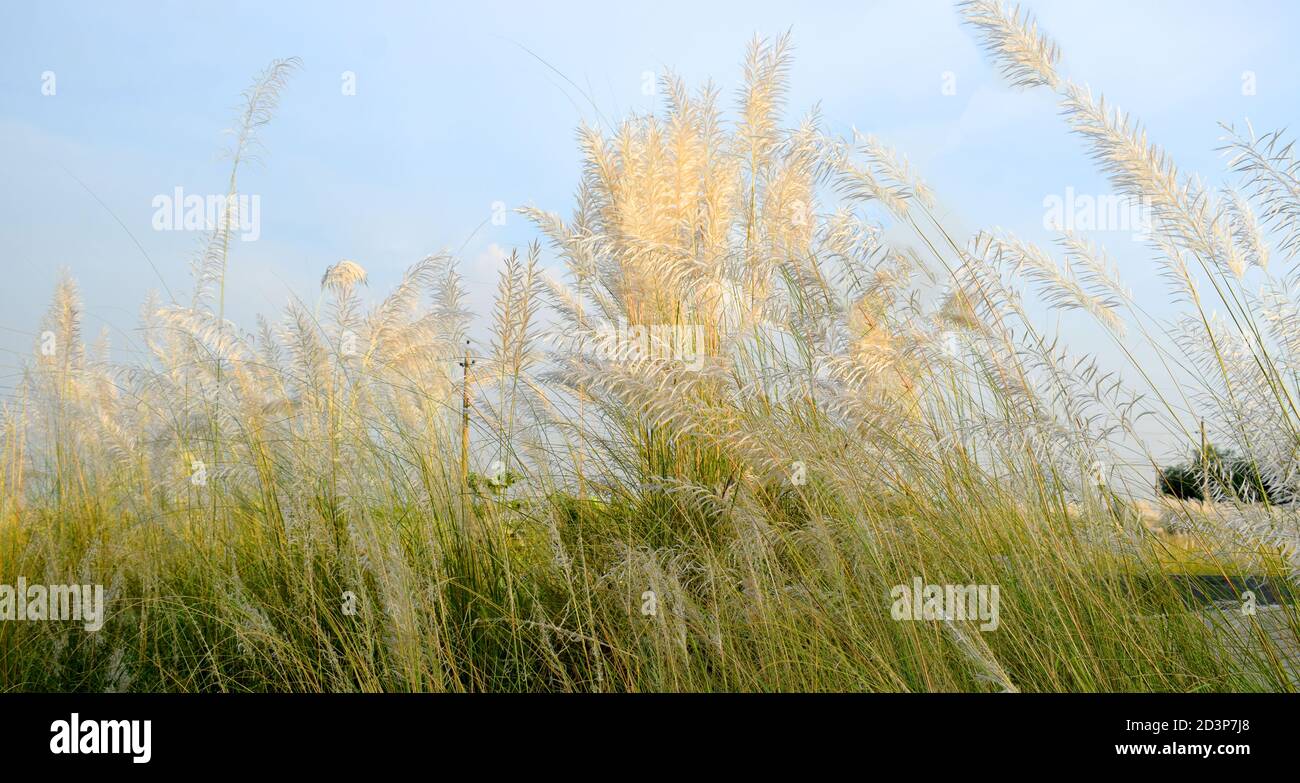 A beautiful natural scenery with catkin flower with green background ...