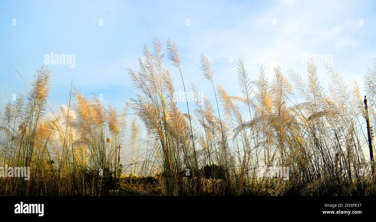 White kash flower hi-res stock photography and images - Alamy