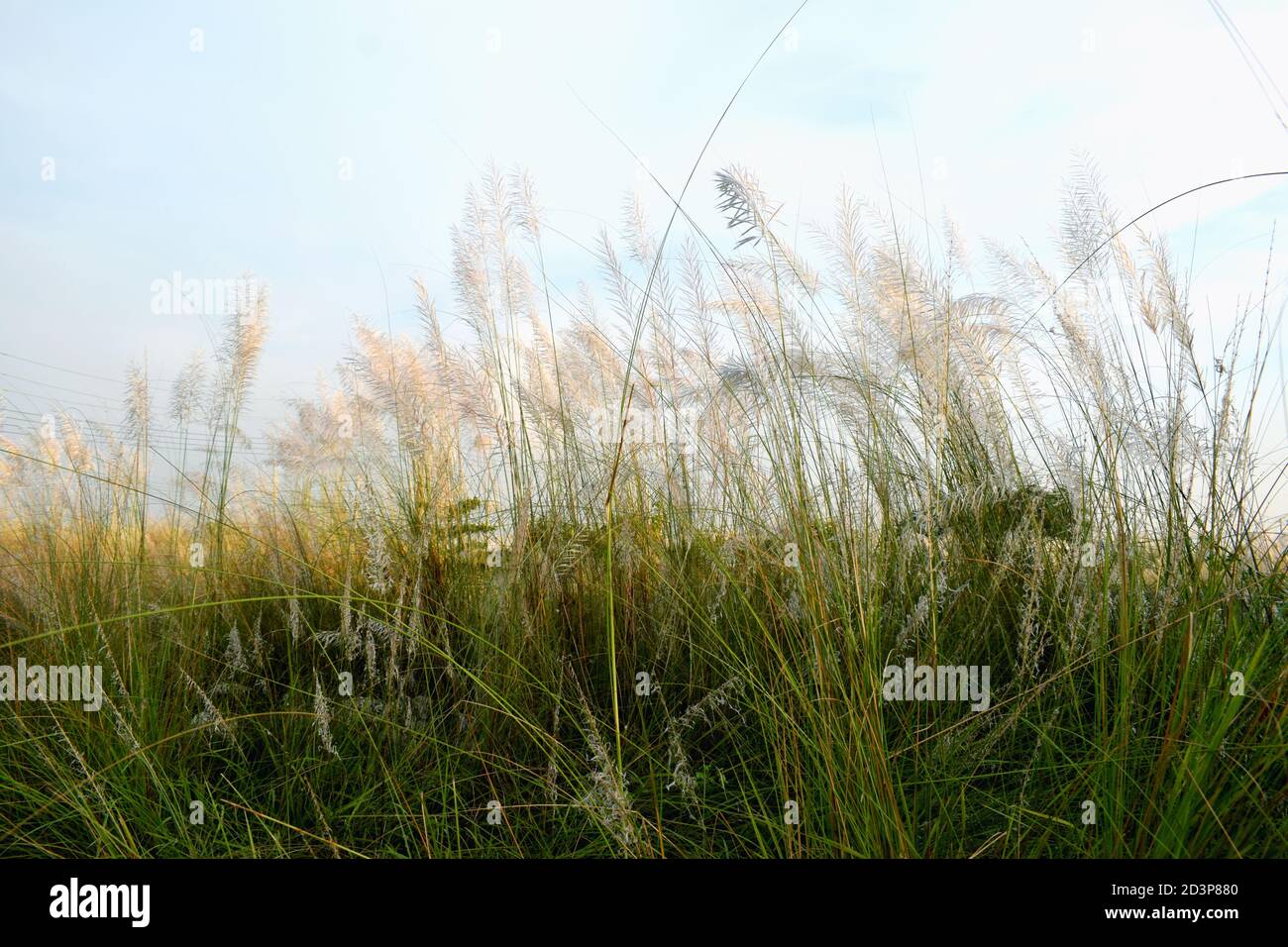 Kash flower hi-res stock photography and images - Alamy